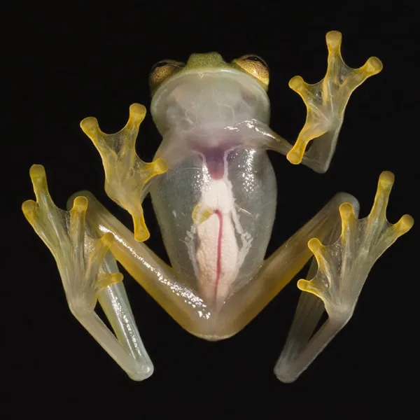 Científicos descubren el secreto de cómo las ranas de cristal se ...